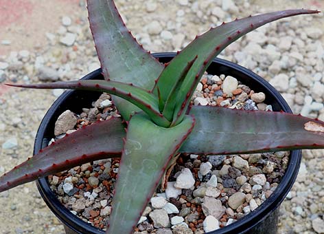 Aloe aloides