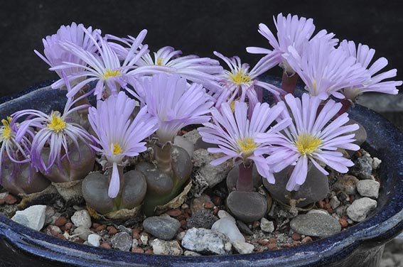 Conophytum praesectum
