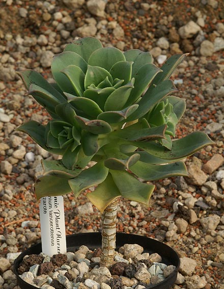 Aeonium lancerottense