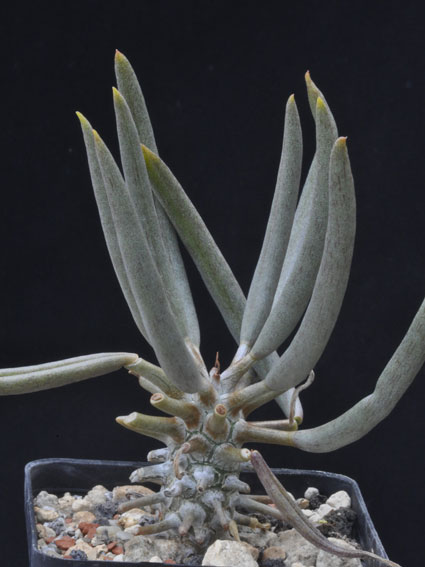 Tylecodon wallichii